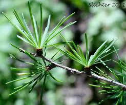 American Larch Seedling – Washtenaw County Conservation District