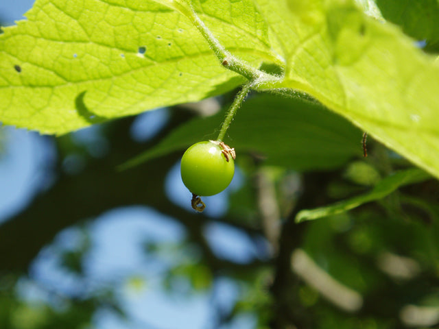 Dwarf Hackberry (Celtis tenuifolia) – Washtenaw County Conservation ...