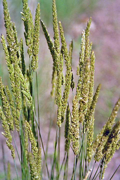 June grass (Koeleria cristata) – Washtenaw County Conservation District