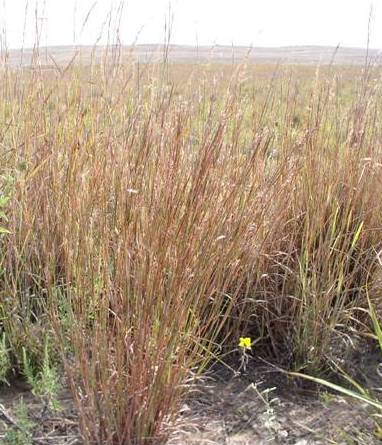 Garden Kit - Grass – Washtenaw County Conservation District