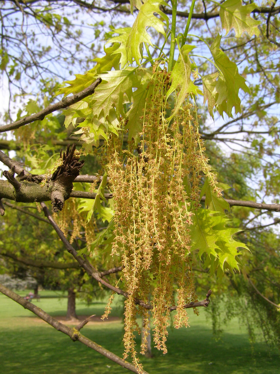 Quercus Rubra Flower