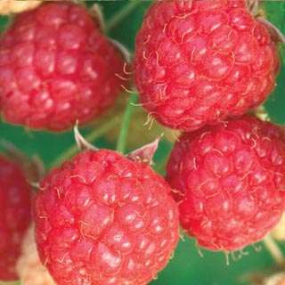 Prelude Raspberries – Washtenaw County Conservation District