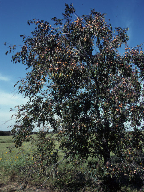 Common Persimmon – Washtenaw County Conservation District