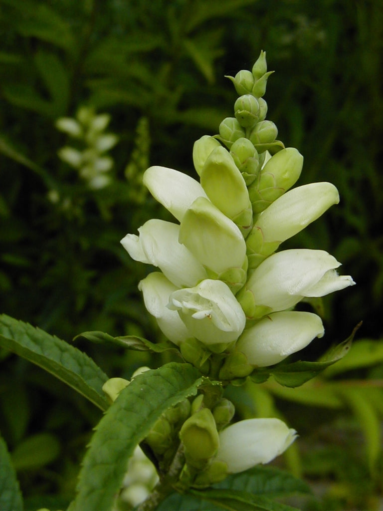 White turtlehead (Chelone glabra) – Washtenaw County Conservation District