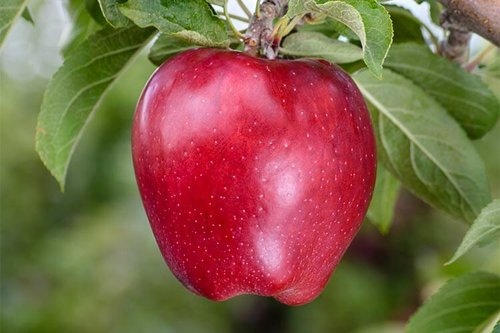 Red Delicious 'Scarlet Spur II' Apple – Washtenaw County Conservation ...